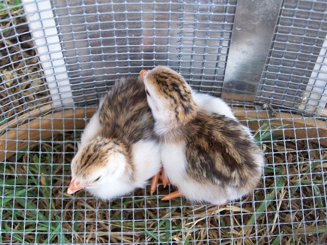 Pied Guineas - Koops Coops