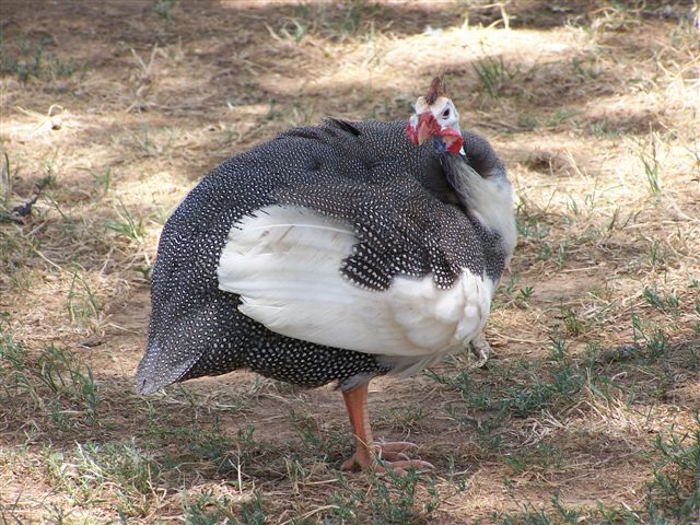 Pied Guineas - Koops Coops