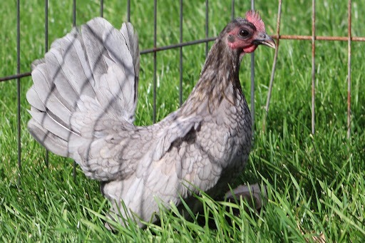 Assorted Old English Game Bantam Chicks - Koops Coops