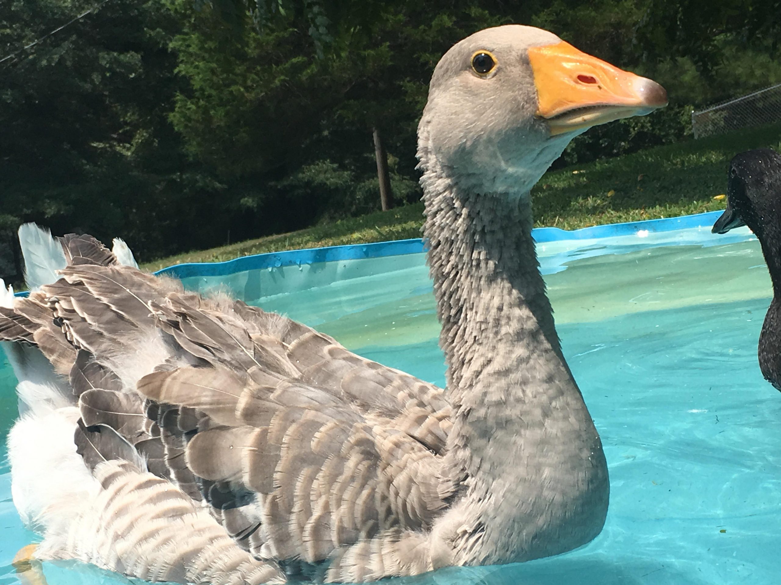 Toulouse Goose - Koops Coops