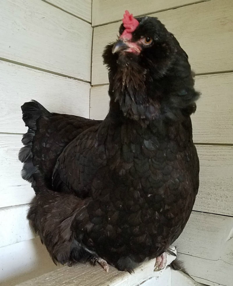 Blue Ameraucana - Koops Coops