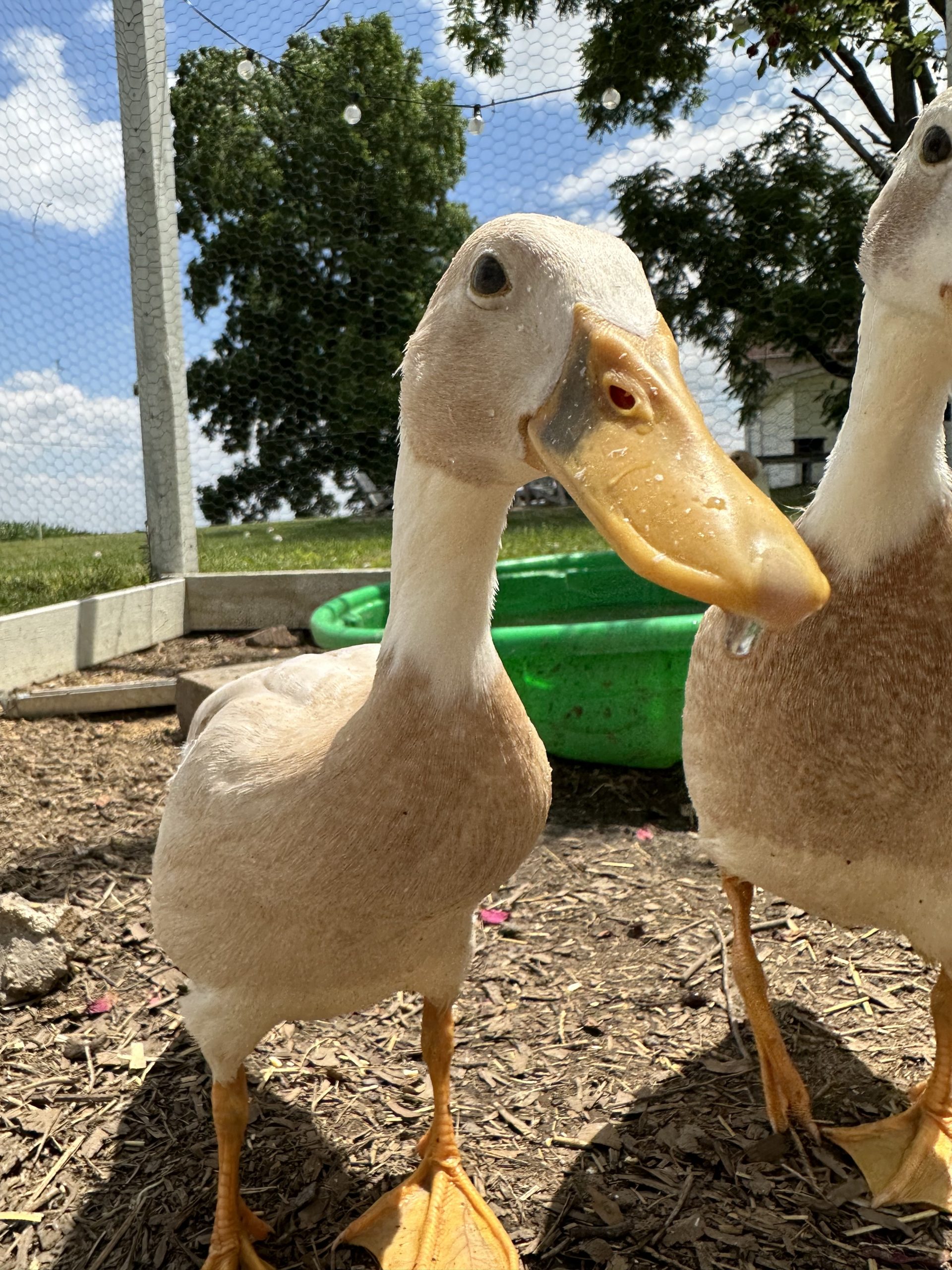 Fawn & White Runner Duckling - Koops Coops