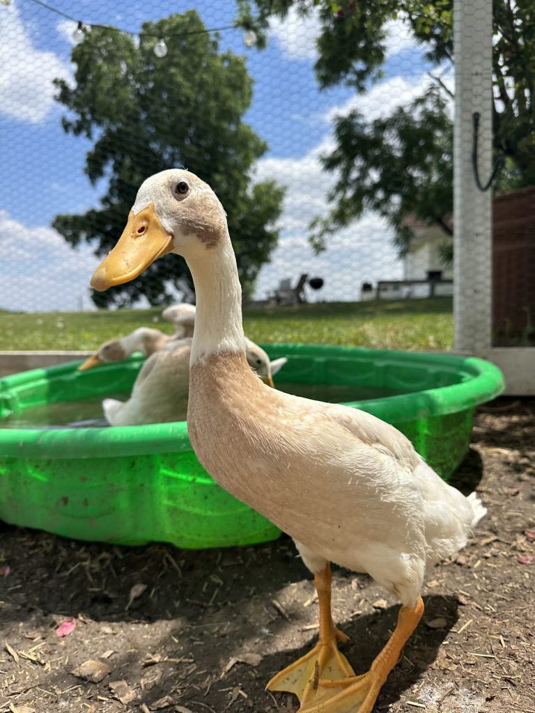 Fawn & White Runner Duckling - Koops Coops