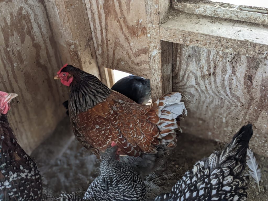 Wyandotte - Blue Laced Red - Koops Coops