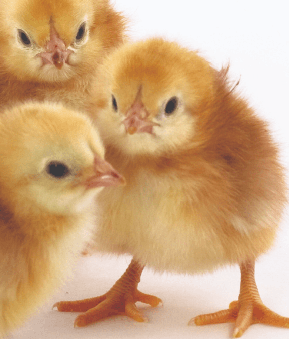 Buckeye - Koops Coops