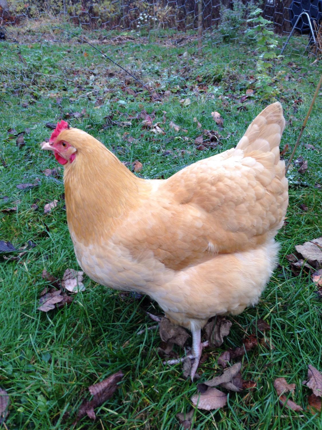 Plymouth Rock - Buff - Koops Coops
