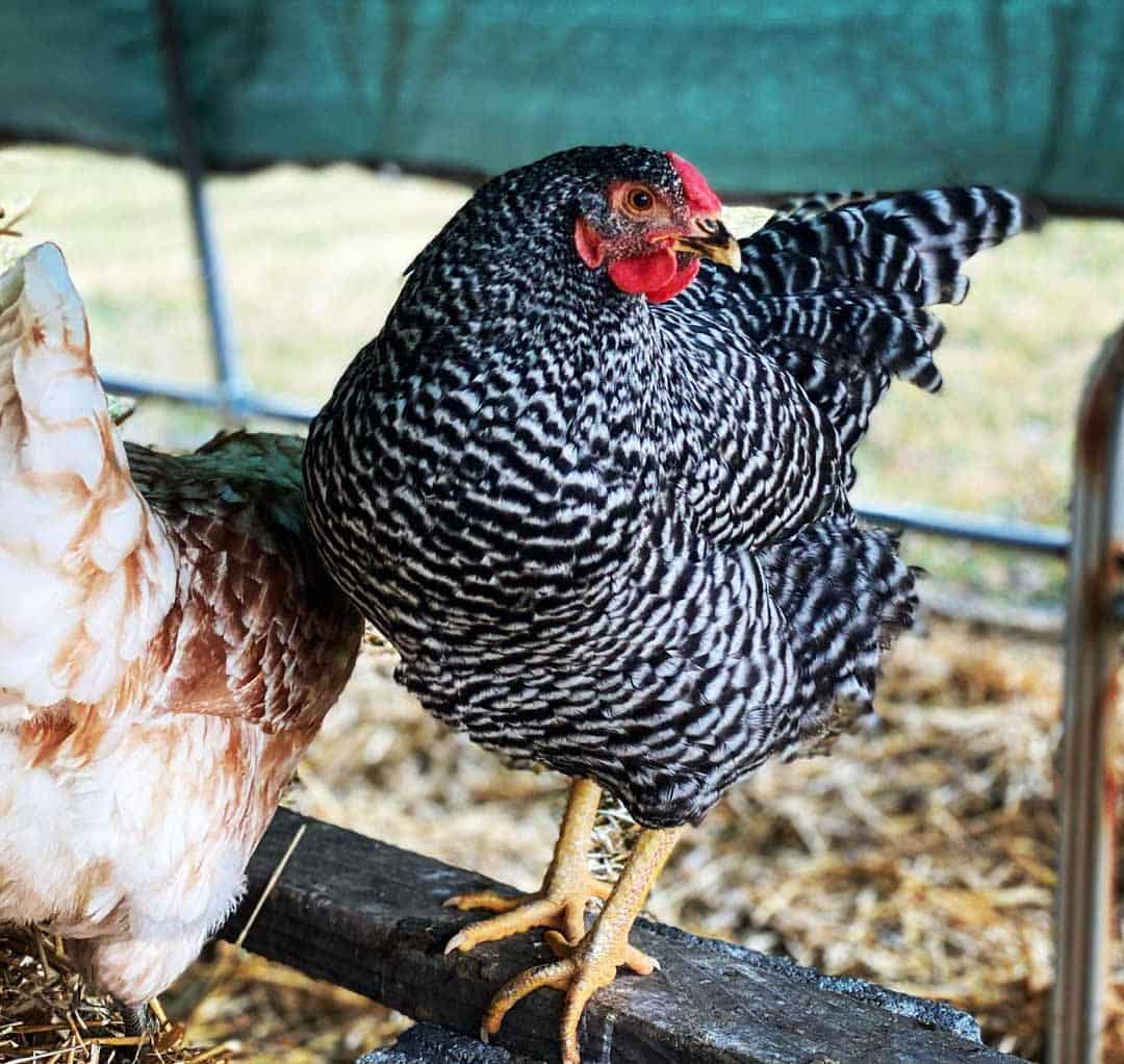 Dominique - Koops Coops