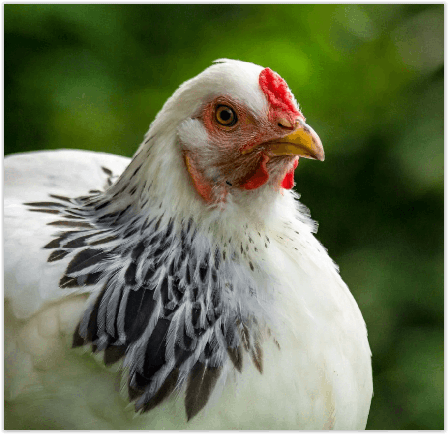 Brahma - Light - Koops Coops