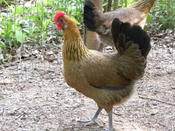 Crele Penedesenca - Koops Coops