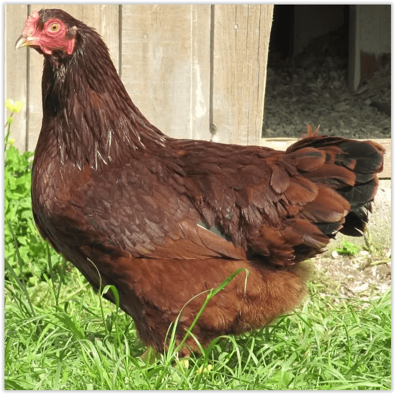 Buckeye - Koops Coops