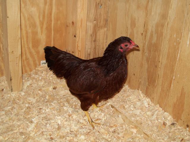 Buckeye - Koops Coops