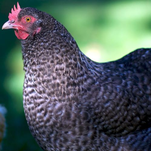 Maran - Cuckoo - Koops Coops