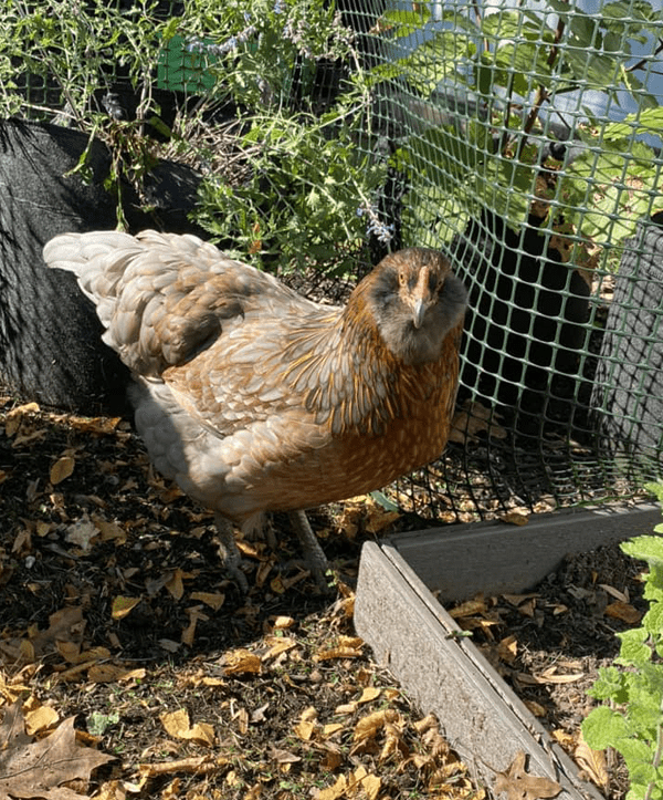 Easter Egger - Koops Coops