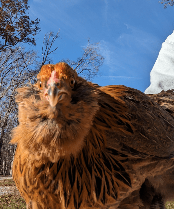 Easter Egger - Koops Coops