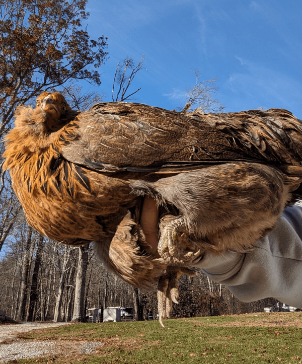 Easter Egger - Koops Coops