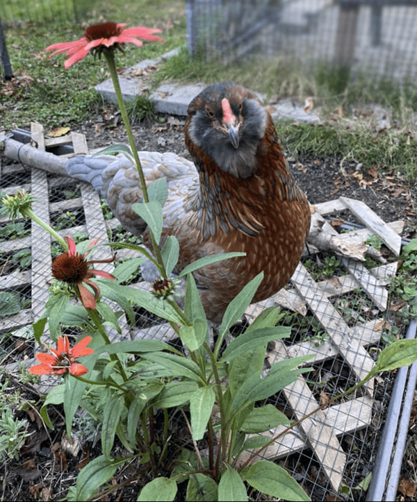 Easter Egger - Koops Coops