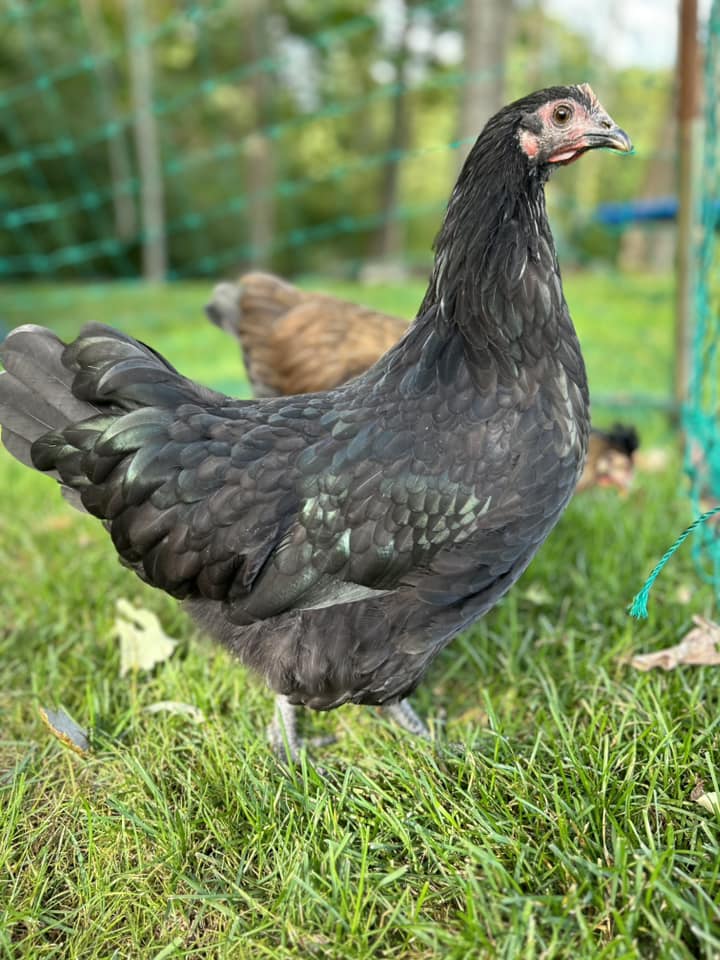 Australorp - Black - Koops Coops
