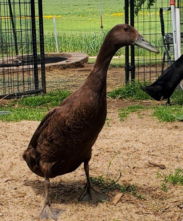 Chocolate Runner Duck - Koops Coops