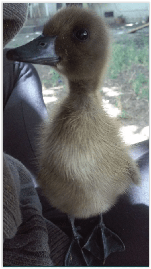 Chocolate Runner Duck - Koops Coops