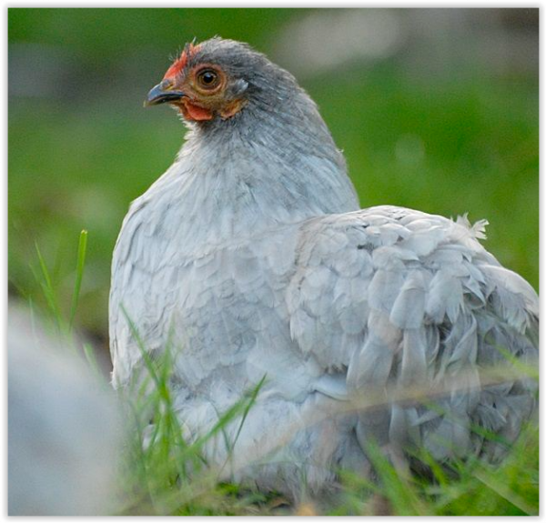 Cochin - Lavender - Koops Coops