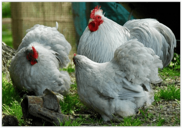 Cochin - Lavender - Koops Coops