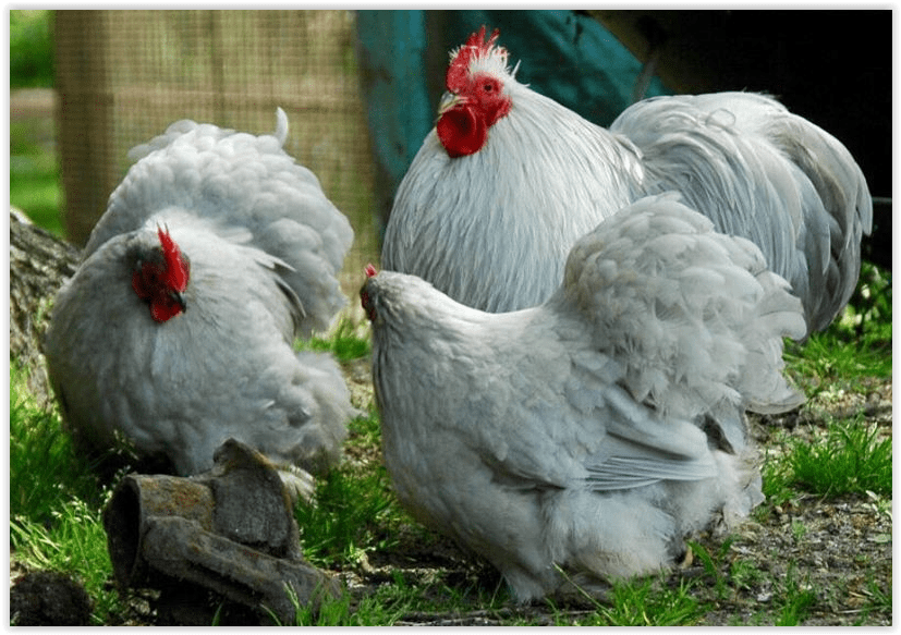 Cochin - Lavender - Koops Coops