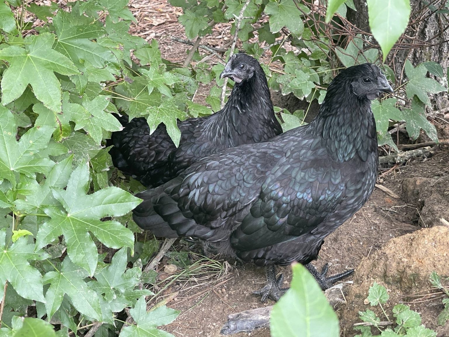 Mystic Onyx - Koops Coops