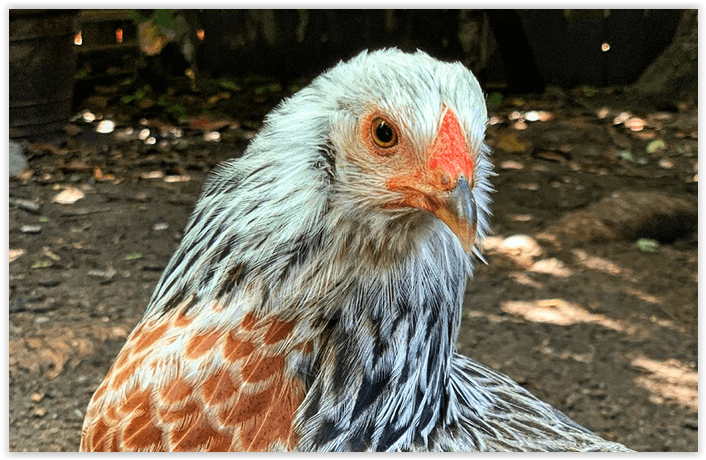 Prairie Bluebell - Koops Coops