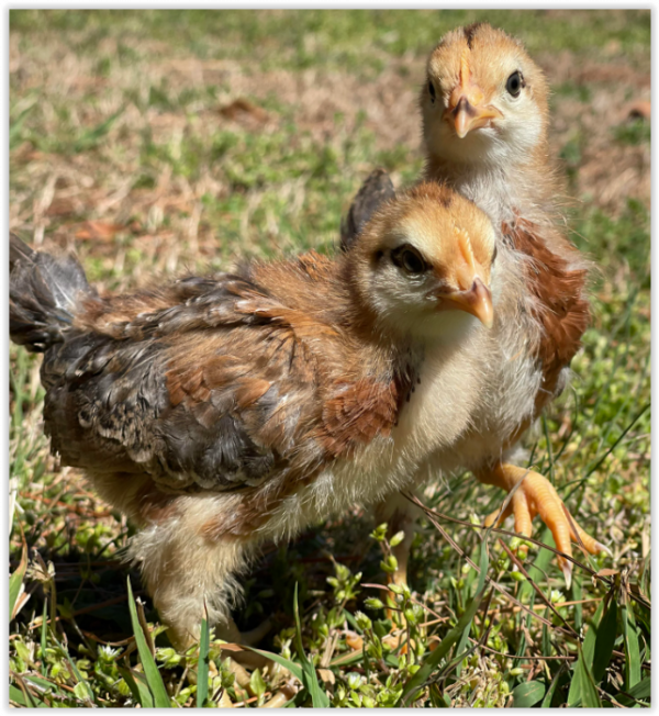 Starlight Green Egger - Koops Coops