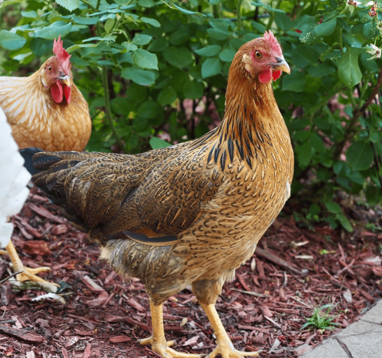Starlight Green Egger - Koops Coops