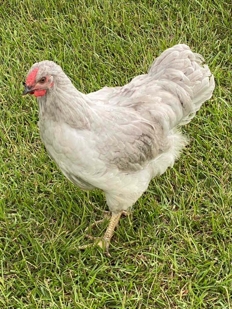 Wyandotte - Lavender - Koops Coops