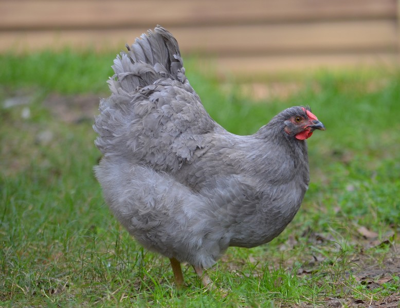 Wyandotte - Lavender - Koops Coops