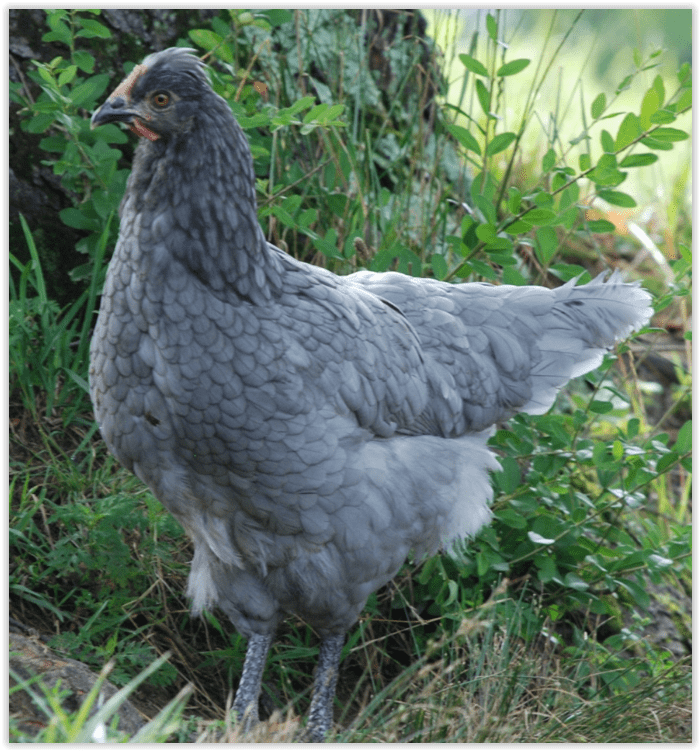 Olive Egger - Sapphire - Koops Coops