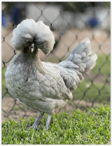 Polish - White Crested Blue - Koops Coops