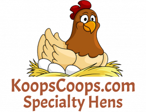 Maran - Mystic Midnight Majesty - Koops Coops