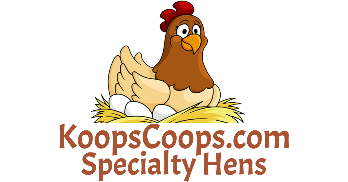 Specializing in Fancy Chicken Breeds & Quality Hens - Koops Coops