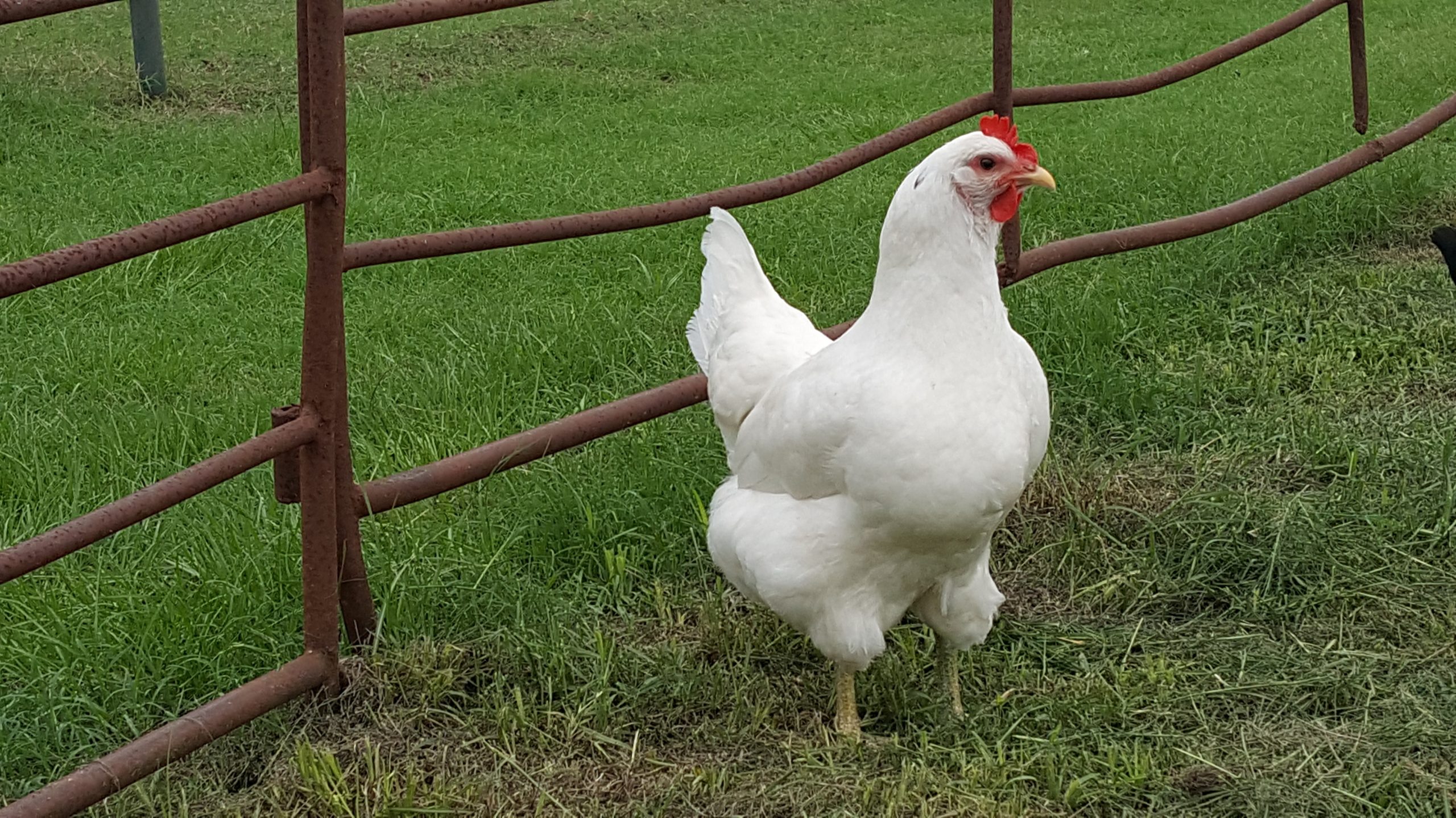 Jersey Giant - White - Koops Coops