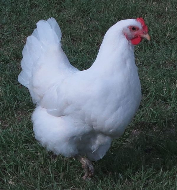 Jersey Giant - White - Koops Coops