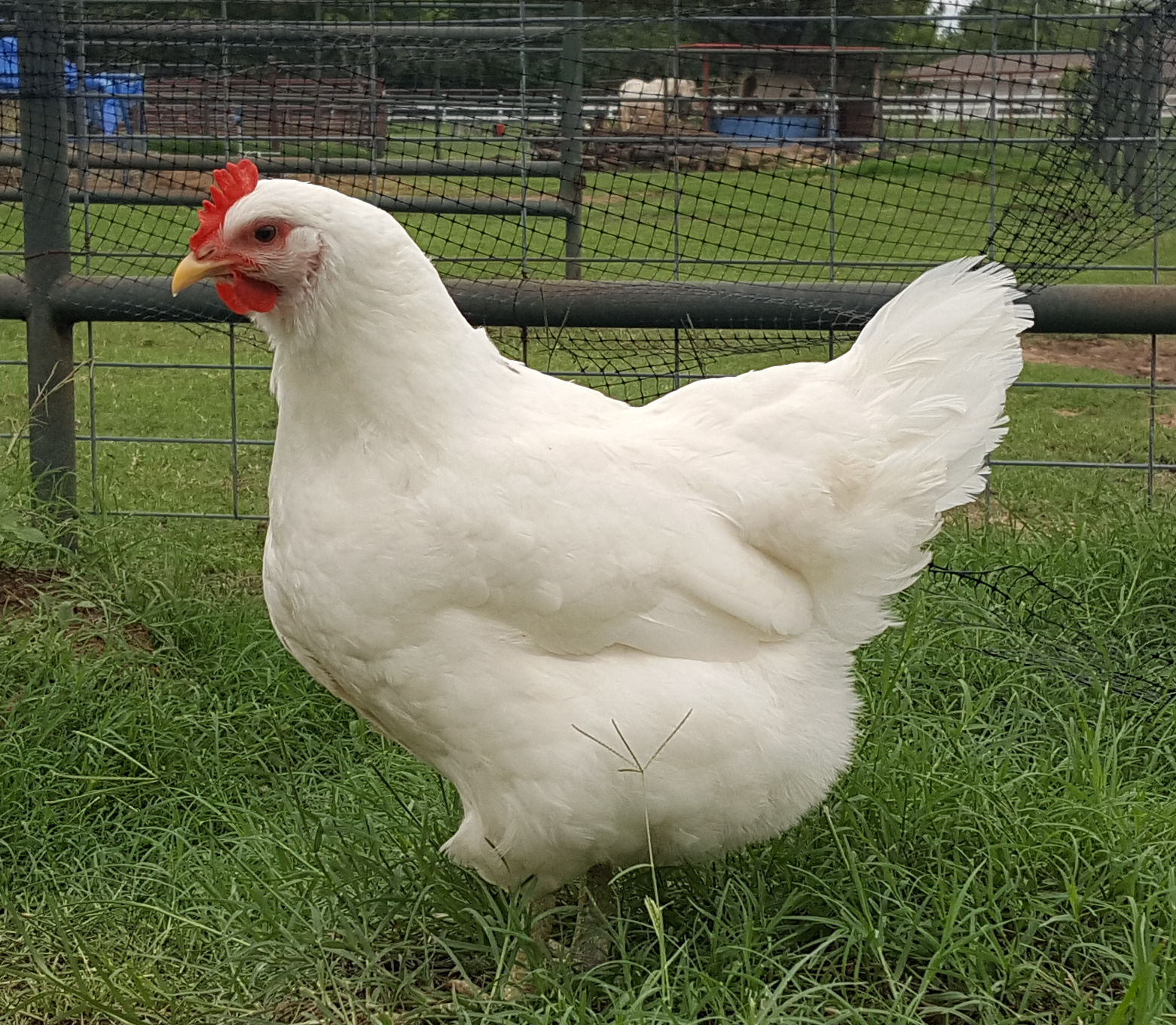 Jersey Giant - White - Koops Coops