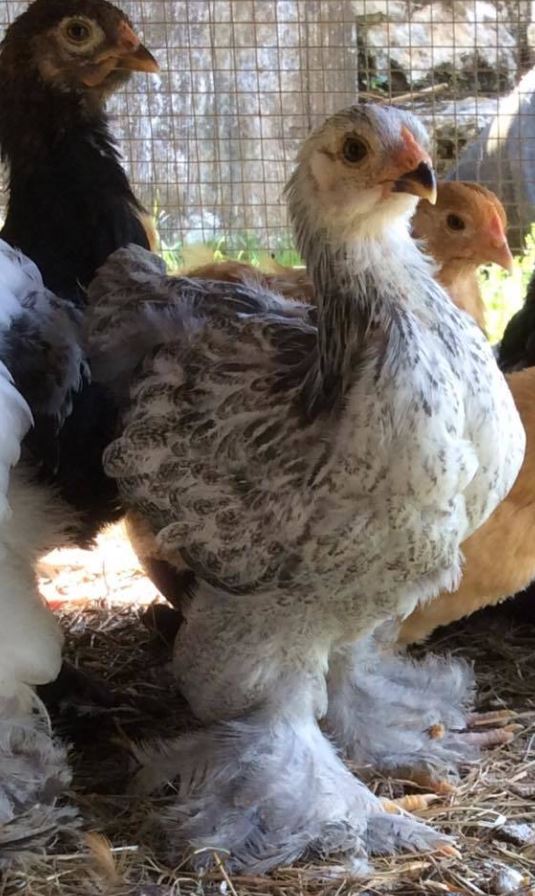 Brahma - Dark - Koops Coops