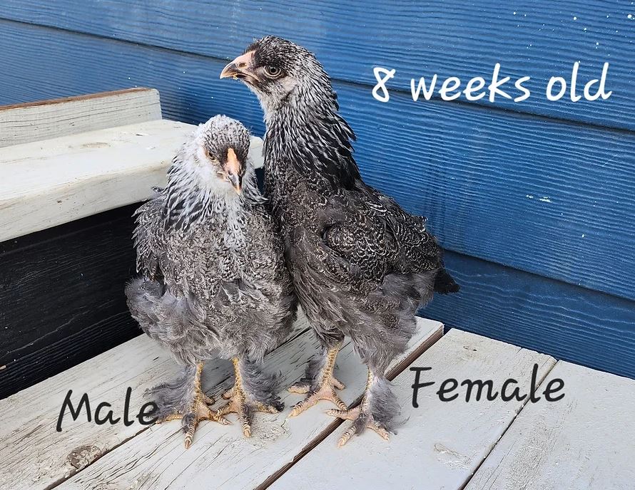 Brahma - Dark - Koops Coops