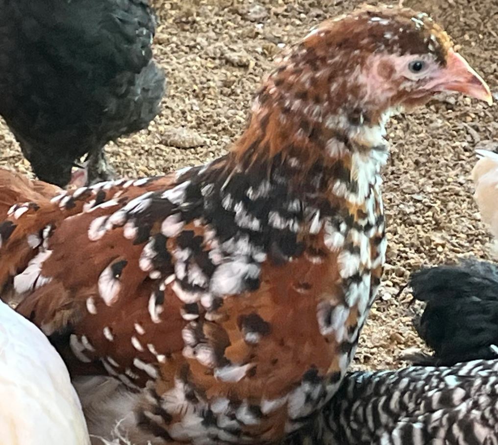 Orpington - English Jubilee - Koops Coops