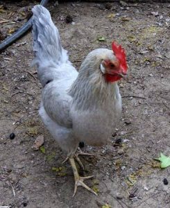 Leghorn - Isabella - Koops Coops