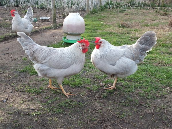 Leghorn - Isabella - Koops Coops