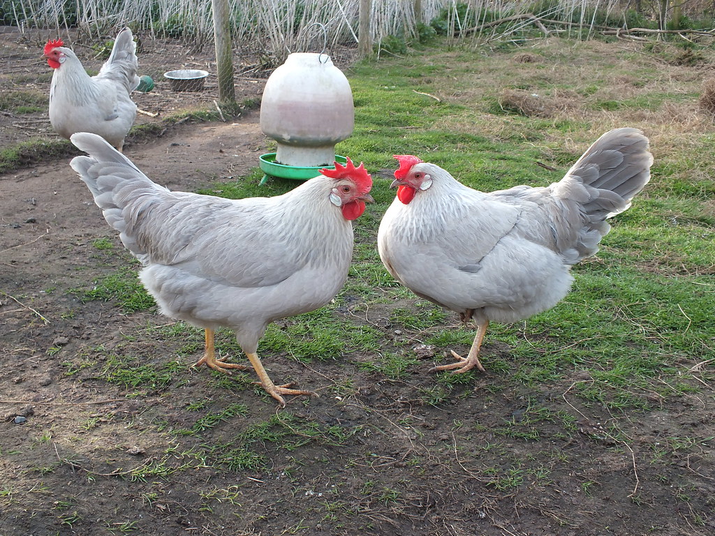 Leghorn - Isabella - Koops Coops