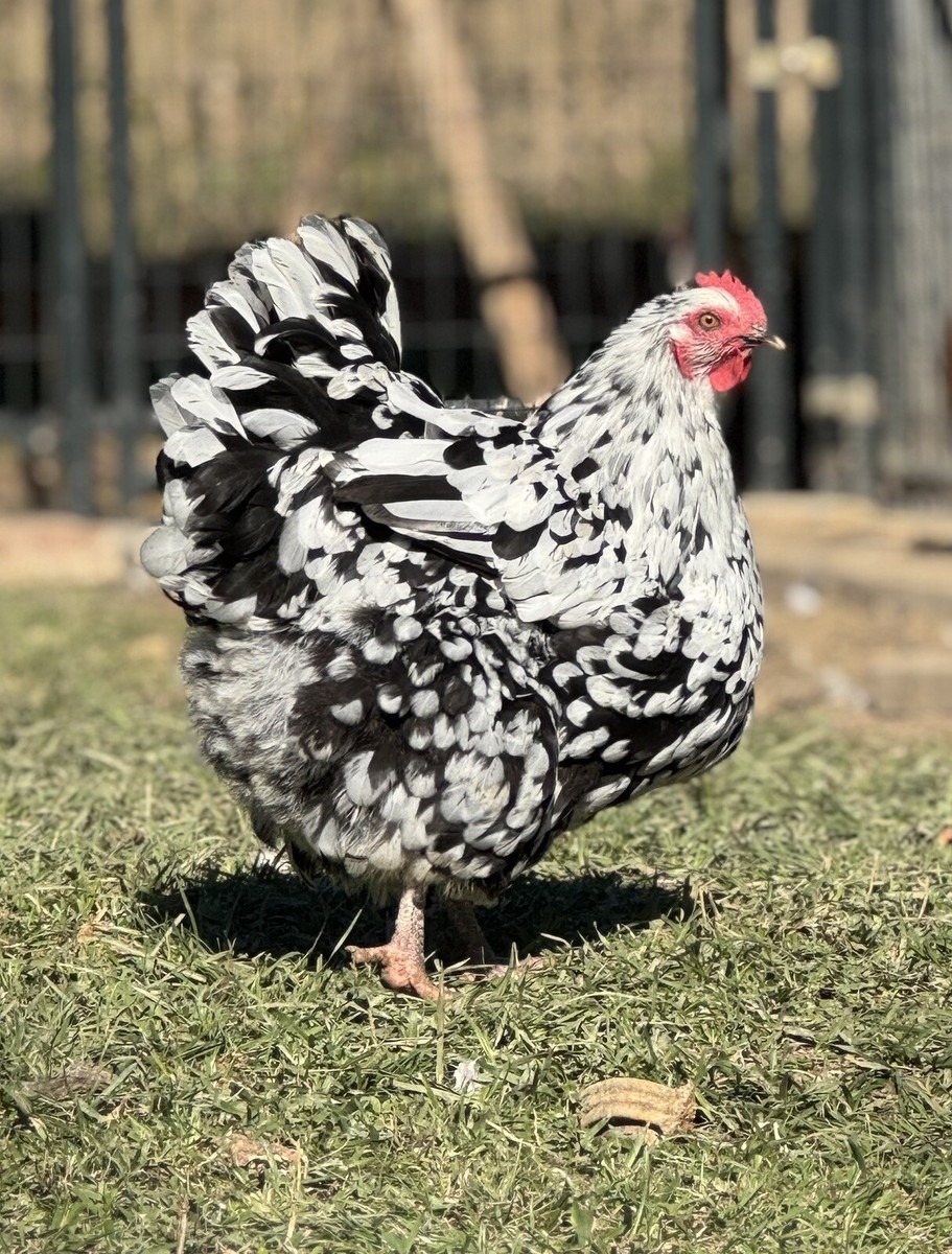 Orpington - Mottled English - Koops Coops